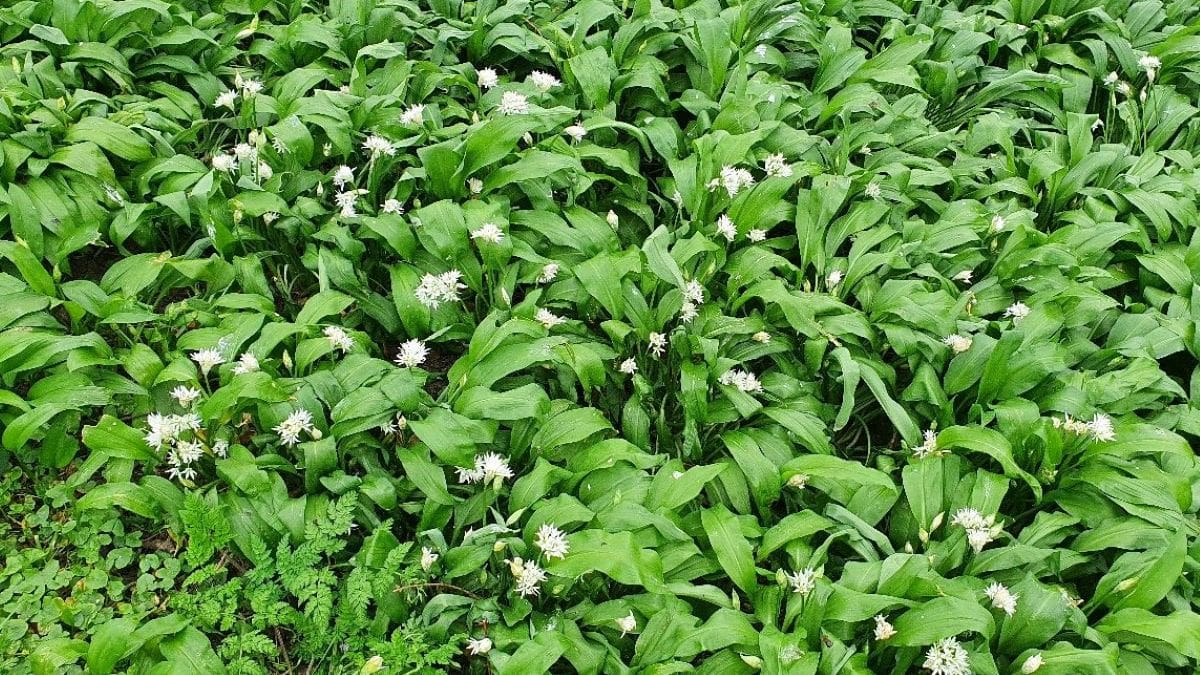 Visit Settle - Nature